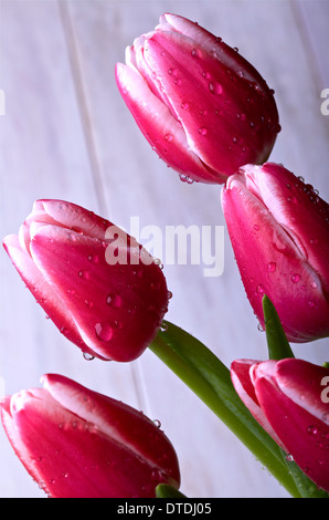Vertical shot of dew drops on plant stem in blurred background Stock ...