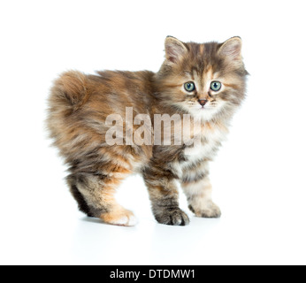 A small cute kitten of the Kuril Bobtail breed lies on a white fluffy ...