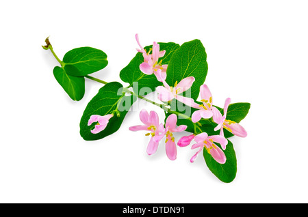 Honeysuckle Sprig with white flowers and green leaves isolated on white ...