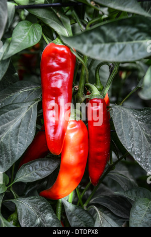 Chili peppers on chilli bush Stock Photo - Alamy