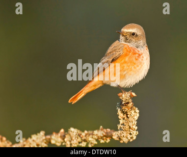 Juvenile redstart (Phoenicurus phoenicurus) perched on a tree branch ...