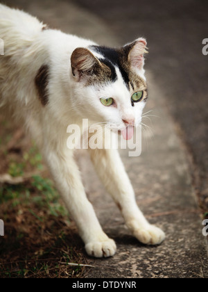 Cute Friendly Stray Cat at Singapore's Southern Island, St. John's ...