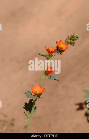 Small-leaved globe mallow (Sphaeralcea parvifolia), Arches National ...