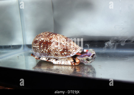 A textile cone snail (Conus textile) injects venom into its gastropod ...