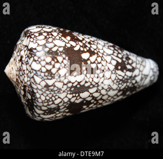 The shell of a penniform cone snail (Conus pennaceus Stock Photo - Alamy