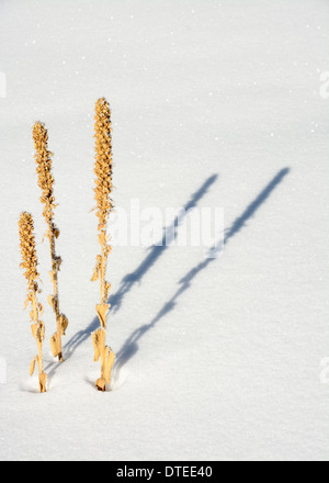 Weeds in the snow Stock Photo - Alamy
