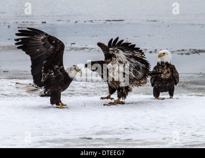 Bald Eagle with a fish for food @ Farmington Bay Utah winter time Stock ...