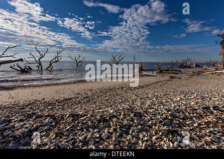 Boneyard Beach at Botany Bay Plantation February 16, 2014 in Edisto ...
