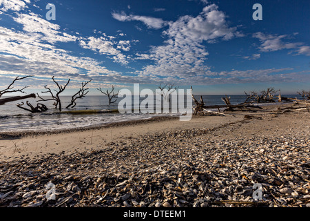 Boneyard Beach at Botany Bay Plantation February 16, 2014 in Edisto ...