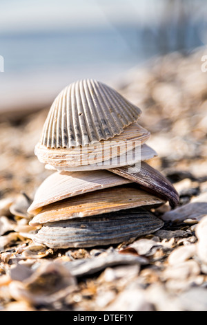 Sea shells along Boneyard Beach at Botany Bay Plantation February 16 ...
