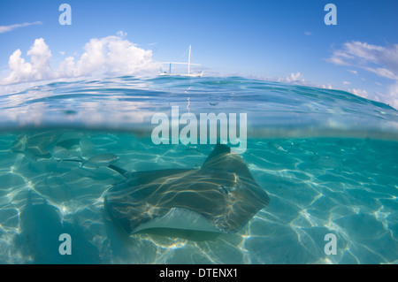 Pink whipray, Himantura fai, and a giant shovel-nosed ray, Rhinobatus ...