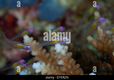 Pinkeye Goby, Bryaninops natans, The Maldives Stock Photo - Alamy
