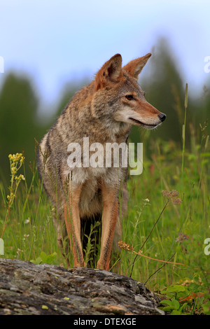 A Single Coyote Stock Photo - Alamy