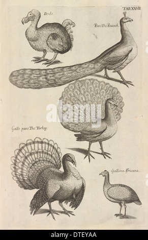 Peacocks, Turkeys and a Dodo Stock Photo - Alamy