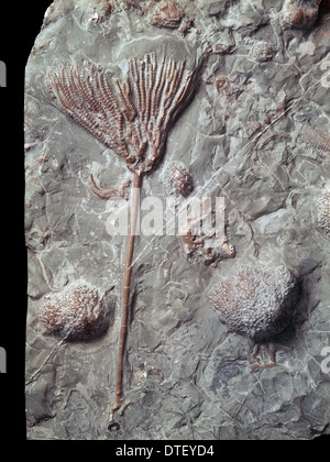 Crinoidal Limestone (UK) sedimentary rock Stock Photo - Alamy