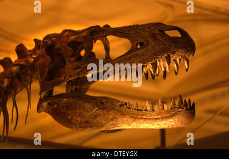 Albertosaurus dinosaur skeleton exhibit Stock Photo - Alamy