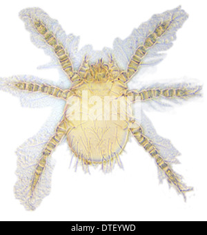 Neotrombicula autumnalis, harvest mite Stock Photo - Alamy