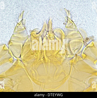 Neotrombicula autumnalis, harvest mite Stock Photo - Alamy