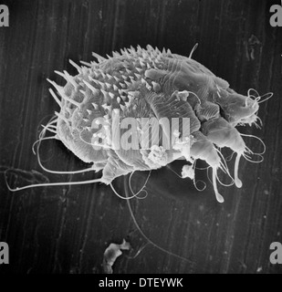 Scanning electron microscope image of mite Stock Photo - Alamy