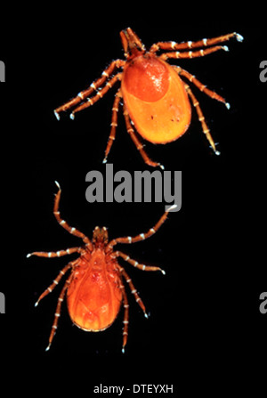 Sheep tick (Ixodes ricinus Stock Photo - Alamy