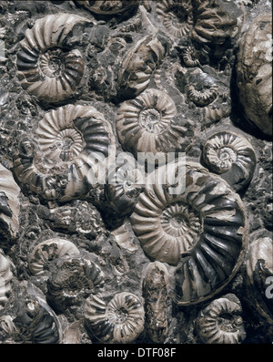 Asteroceras and promicroceras ammonites Stock Photo - Alamy