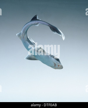 Dusky smooth-hound (Mustelus Canis) capture, MarAlliance, Lighthouse ...