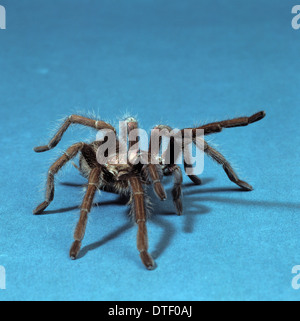 Hispaniolan Giant Tarantula Stock Photo - Alamy