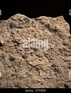 Fossiliferous Limestone (Sedimentary Rock Stock Photo - Alamy