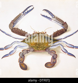 Portunus pelagicus, blue swimming crab Stock Photo - Alamy