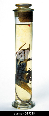 Preserved lizard. This specimen is held at the Natural History Museum ...