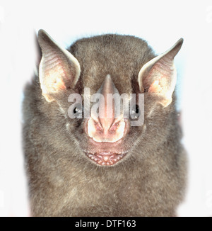 Thomas's Fruit-eating Bat (Artibeus watsoni)face, Smithsonian Tropical ...