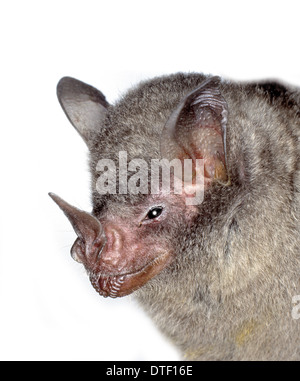 Silky short-tailed bat (Carollia brevicauda), artwork Stock Photo - Alamy