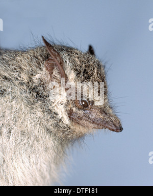 Proboscis Bat (Rhynchonycteris naso), Mammalia, Gatun Lake, Colon, PA ...