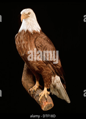 Head shot of a bald eagle (haliaeetus leucocephalus Stock Photo - Alamy
