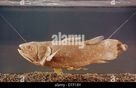 Preserved specimen of coelacanth (Latimeria chalumnae). Coelacanth is ...