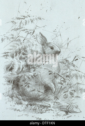 European rabbit, Oryctolagus cuniculus, illustration from book dated ...
