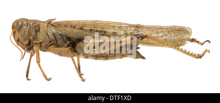 The Rocky Mountain locust was a species of grasshopper native to North ...