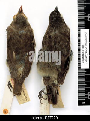 Camarhynchus crassirostris, vegetarian finch Stock Photo - Alamy