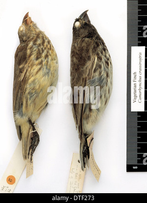 Camarhynchus crassirostris, vegetarian finch Stock Photo - Alamy