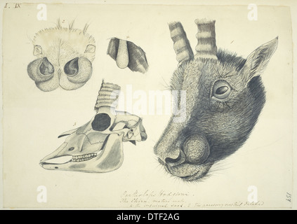 Chiru Pantholops hodgsonii an endangered Tibetan antelope Chang tang ...