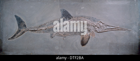 Ichthyosaurus fossil. Fossilised specimen of Ichthyosaurus acutirostris ...