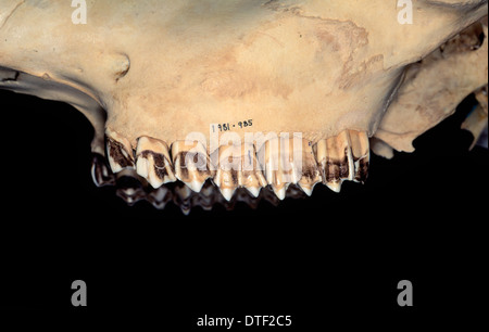 Bos taurus cattle teeth Stock Photo - Alamy