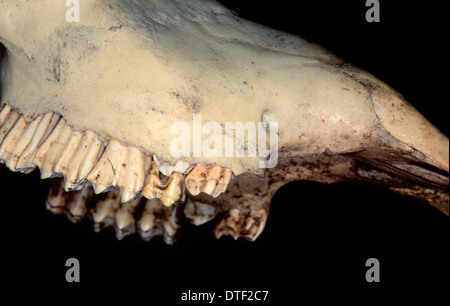 Bos taurus cattle teeth Stock Photo - Alamy