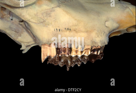 Bos taurus cattle teeth Stock Photo - Alamy