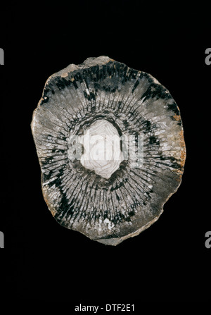Paleozoic Coral - Cyathophyllum sp. Devon, UK Devonian Stock Photo - Alamy