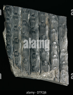 Fossil lycopod bark (Sigillaria laevigata). This carboniferous ...