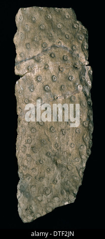 Fossil scale tree Lepidodendron root. Carboniferous (Pennsylvanian) age ...