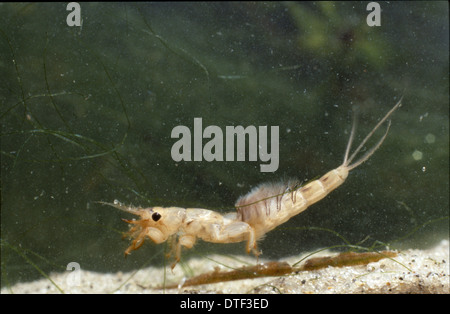 Common Burrower Mayfly (Ephemera danica) larva, in shallow water ...