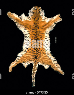 Panthera tigris virgata Stock Photo - Alamy