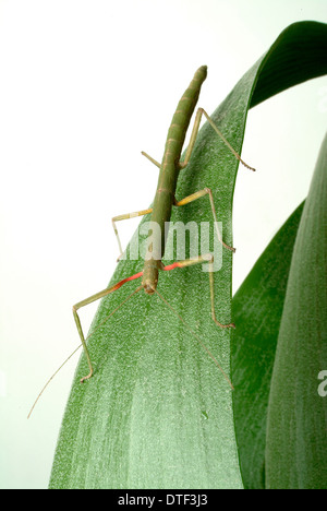Common stick insect (Carausius morosus) on white background Stock Photo ...